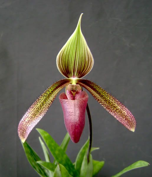The tags say Paph Supersuk 'Eureka' AM/AOS X Raisin Pie 'Hsinying' X sib | Slippertalk Orchid Forum
