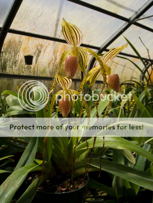 Paph Sander's Pride | Slippertalk Orchid Forum