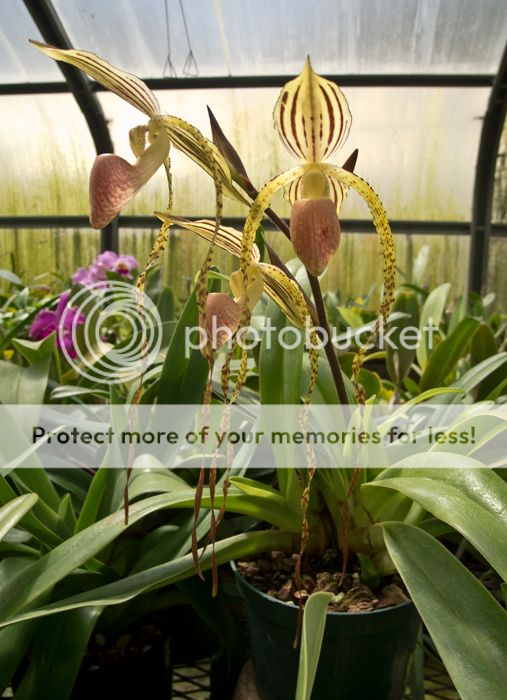 Paph Sander's Pride | Slippertalk Orchid Forum